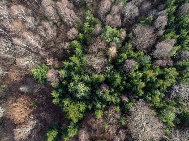 Aerial View of a Mixed Forest with Conifer, Dead and Bare Trees Stock ...