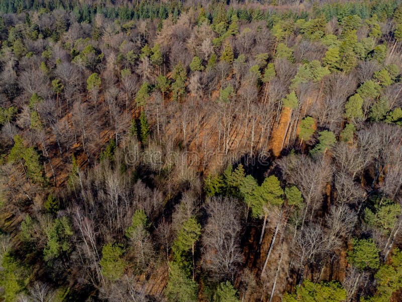 Aerial View of a Mixed Forest with Conifer, Dead and Bare Trees Stock ...