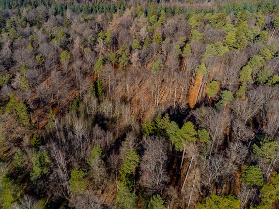 Aerial View of a Mixed Forest with Conifer, Dead and Bare Trees Stock ...