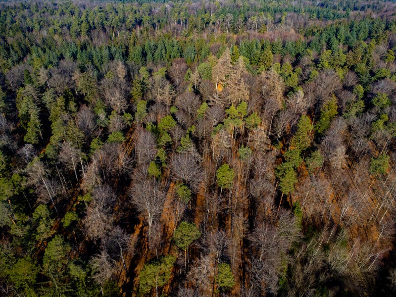 Aerial View of a Mixed Forest with Conifer, Dead and Bare Trees Stock ...