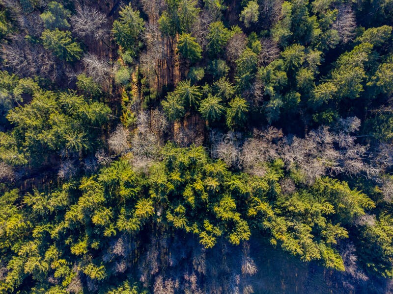 Aerial View of a Mixed Forest with Conifer, Dead and Bare Trees Stock ...