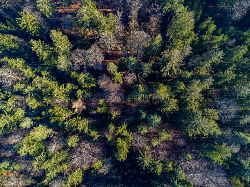 Aerial View of a Mixed Forest with Conifer, Dead and Bare Trees Stock ...