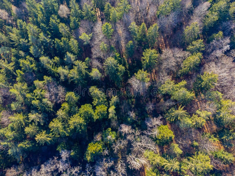 Aerial View of a Mixed Forest with Conifer, Dead and Bare Trees Stock ...