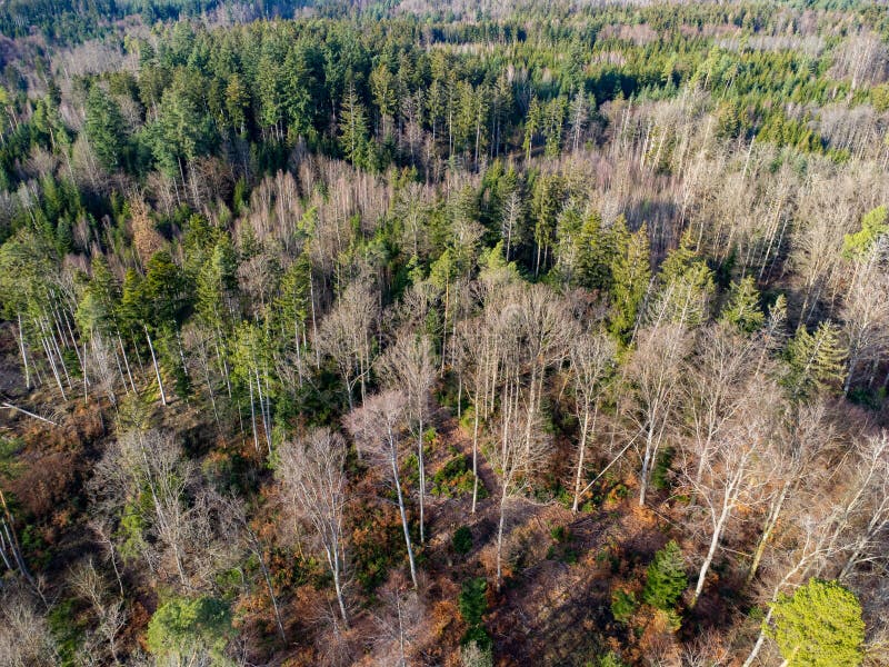 Aerial View of a Mixed Forest with Conifer, Dead and Bare Trees Stock ...