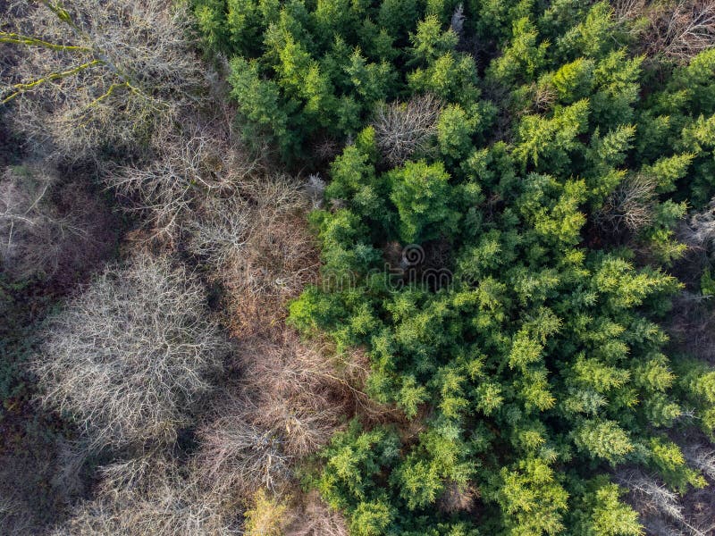 Aerial View of a Mixed Forest with Conifer, Dead and Bare Trees Stock ...