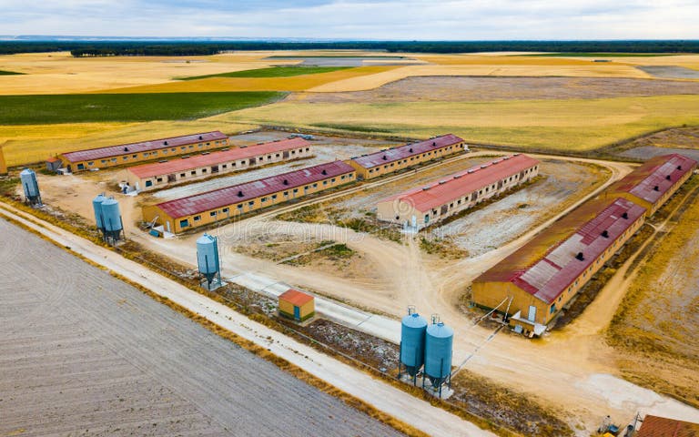 Aerial View of Modern Pig Farm Stock Photo - Image of aerial, piggery ...