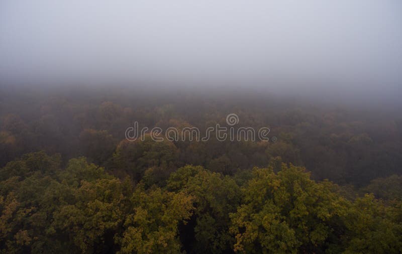 Aerial View. Morning Fog Over the Forest Stock Photo - Image of dawn ...