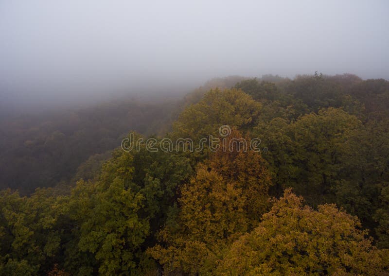 Aerial View. Morning Fog Over the Forest Stock Photo - Image of foggy ...