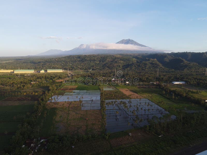 Aerial View of Morning in Rice Field Indonesia Stock Image - Image of ...
