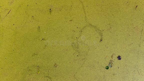 Aerial View of the Moss-covered Lake Stock Photo - Image of pattern ...
