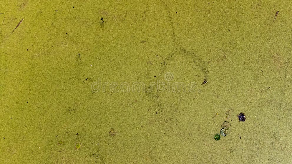 Aerial View of the Moss-covered Lake Stock Photo - Image of pattern ...