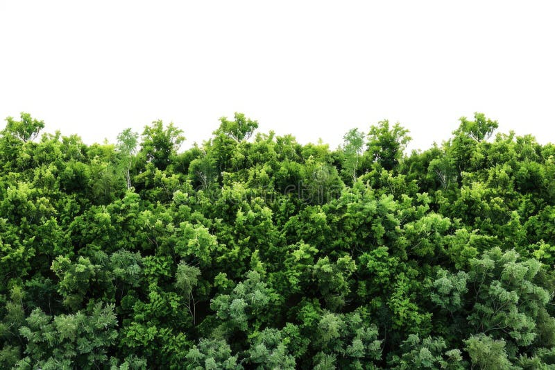 Aerial View of Multiple Trees Standing Together Stock Image - Image of ...