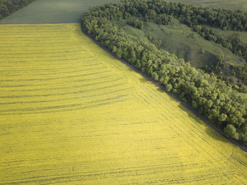 Aerial View of Mustard Terraces Fields on Springtime Stock Image ...