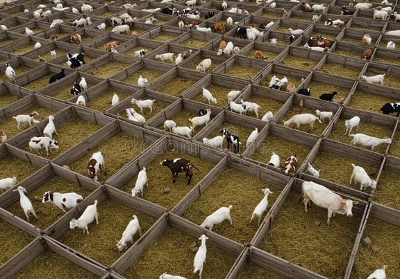 Aerial View of Numerous Rectangular Pens Containing Cattle and Goats ...