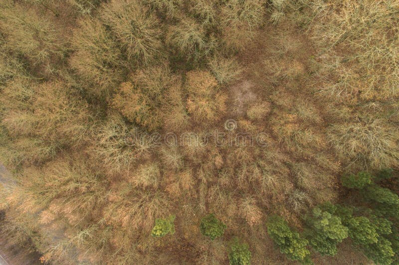 Aerial View of an Oak Forest in Winter at Sundown Stock Image - Image ...
