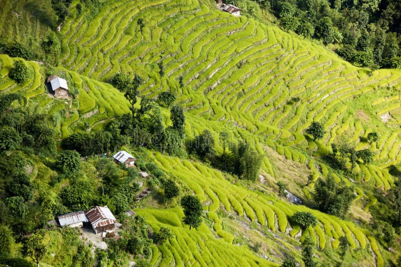 Aerial View Ofl Rice Terraces Stock Photo - Image of hillside, farm ...