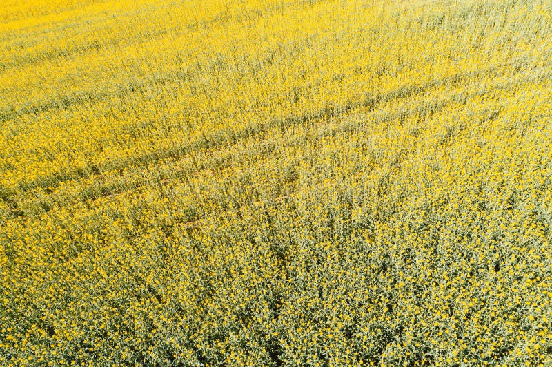 Aerial View of Oilseed Field Blooming in Springtime Stock Image - Image ...