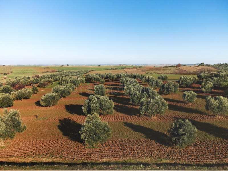 Aerial View of Olive Fields Stock Image - Image of tree, field: 239843899