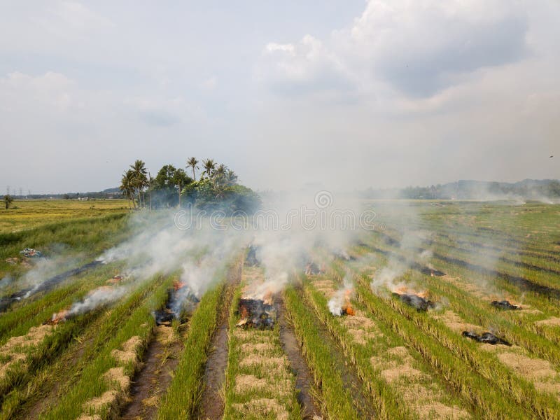 375 Fire Paddy Grass Stock Photos - Free & Royalty-Free Stock Photos ...