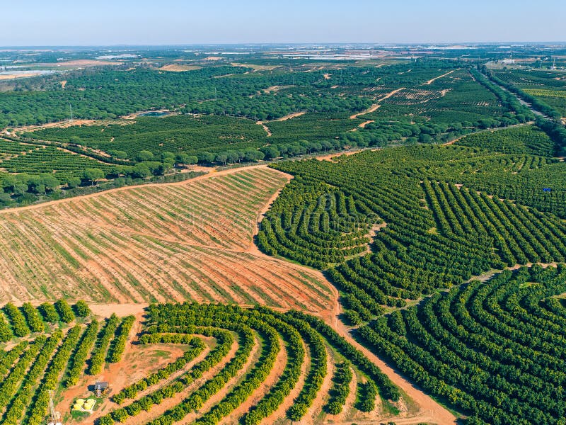Aerial View Orange Trees Plantation Stock Image - Image of plant ...