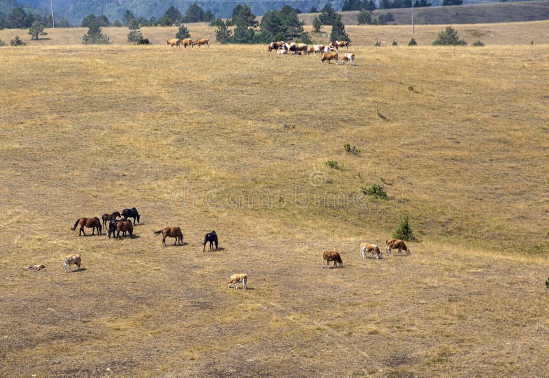 Aerial View Over the Meadows and Wild Cows and Horses Stock Photo ...