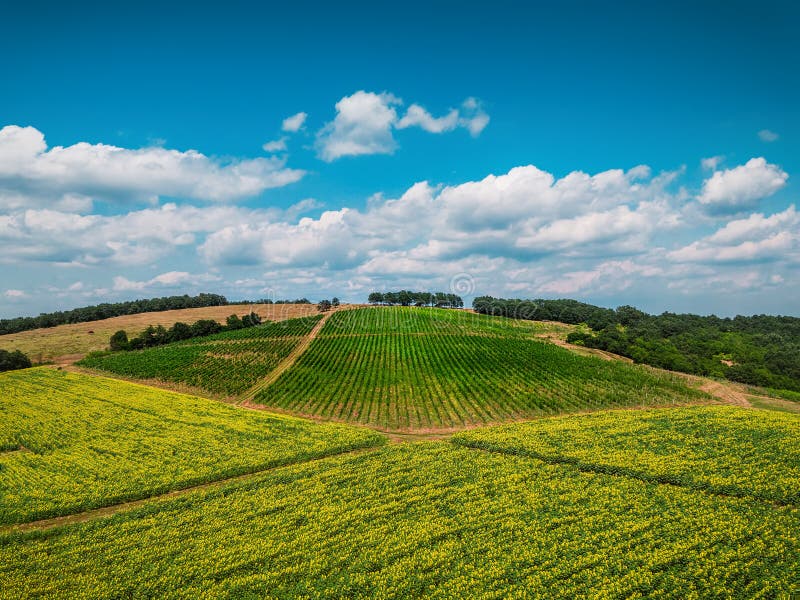 Aerial View Over Vineyard in Europe Stock Photo - Image of blue, grape ...
