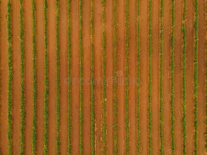 Rows of Grape Vines with Green Leaves, Directly from Above Stock Image ...