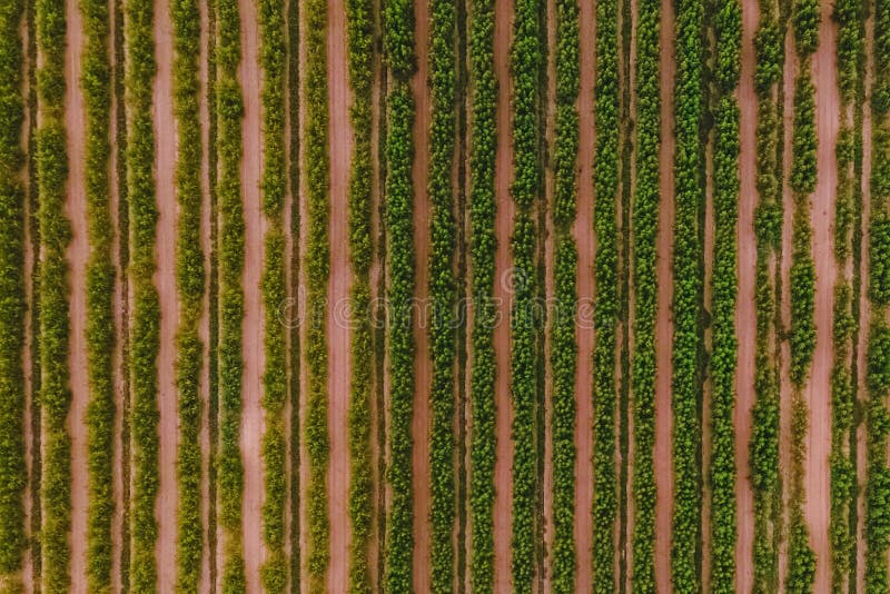 Rows of Grape Vines with Green Leaves, Top View Stock Photo - Image of ...