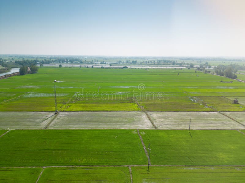 Aerial View of Paddy Field in Thailand Stock Image - Image of growth ...
