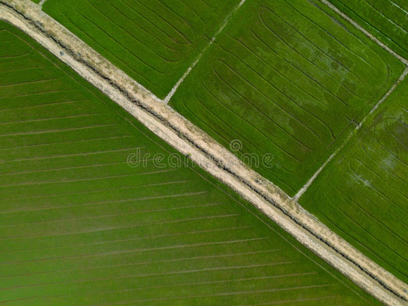 Aerial View of Paddy Field in Thailand Stock Image - Image of ground ...