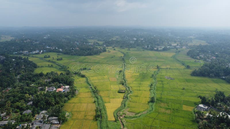 Aerial View of Paddy Fields Stock Photo - Image of view, lanka: 268434894