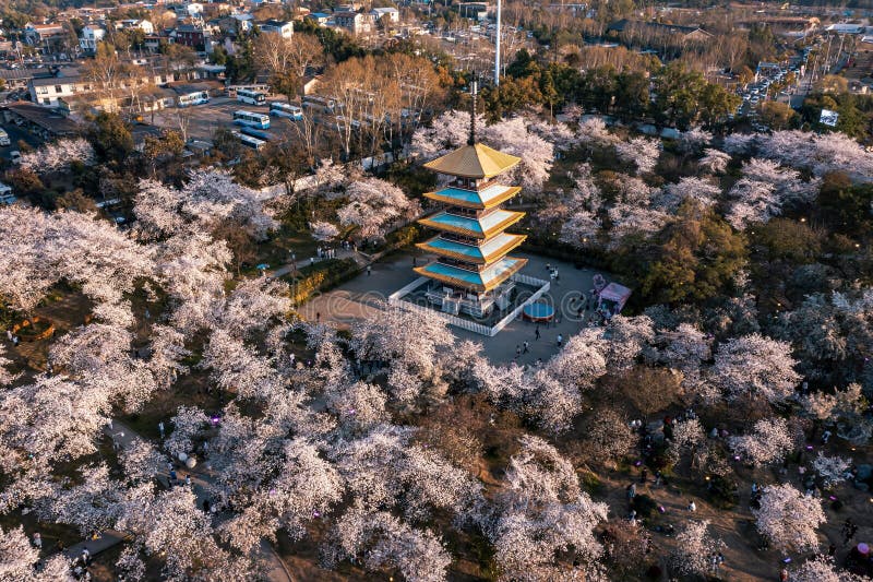 Pagoda Amidst Cherry Blossoms Stock Photo - Image of spring, travel ...