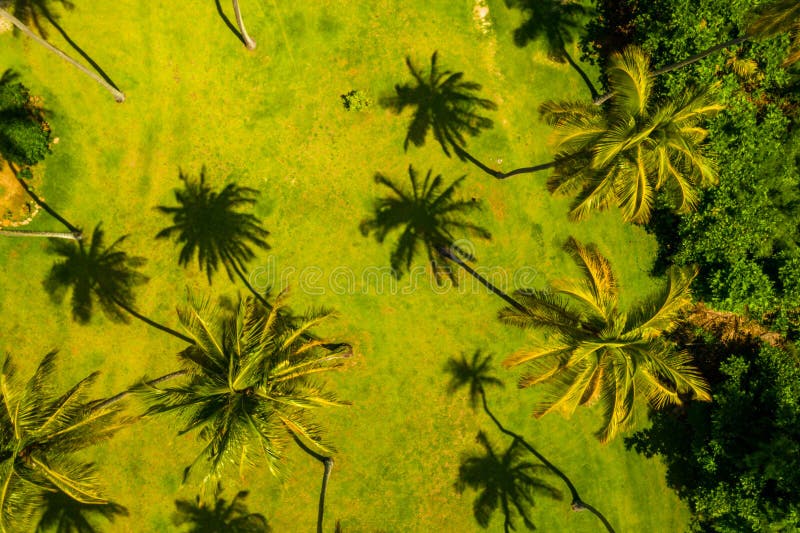 Aerial View of Palm Trees on a Tropical Island Stock Photo - Image of ...