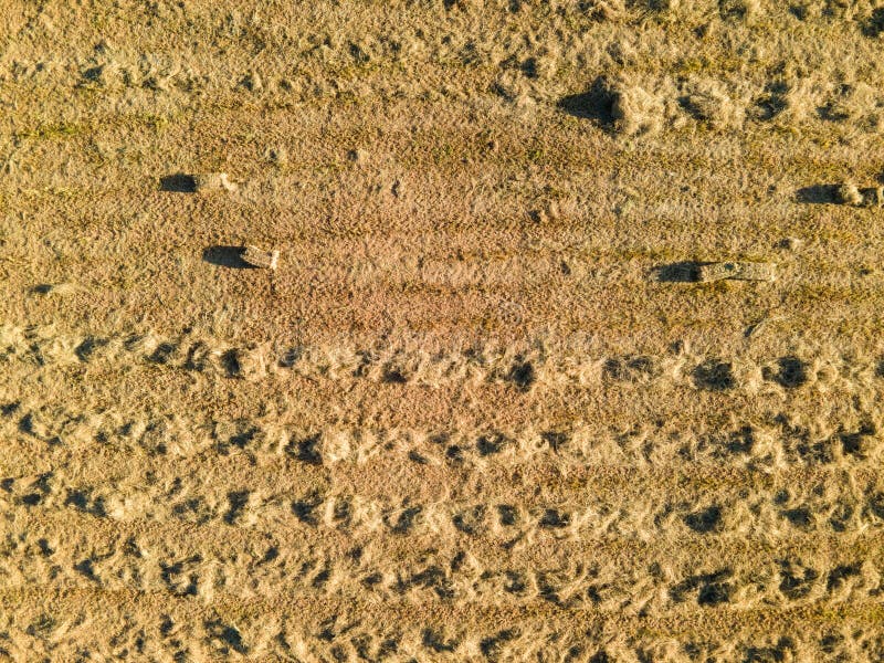 Aerial View of Pangola Grass in Field. Animal Feed Stock Image - Image ...