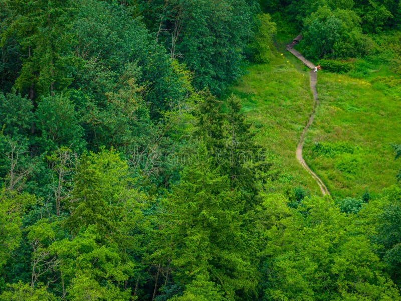 Aerial View of a Path in Dense Green Forest Stock Image - Image of ...