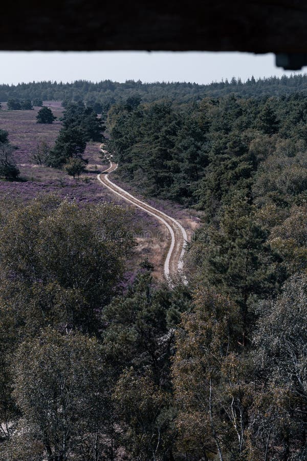 Aerial View of a Path in between Forest Trees and Lavender Field Stock ...