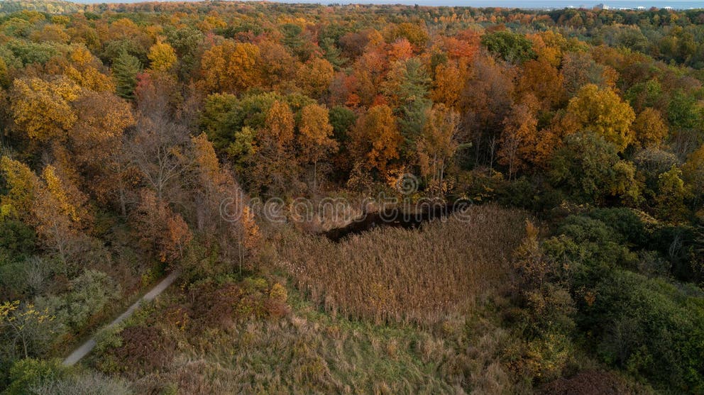An Aerial View of a Path Leading into a Colorful Fall Forest with a ...