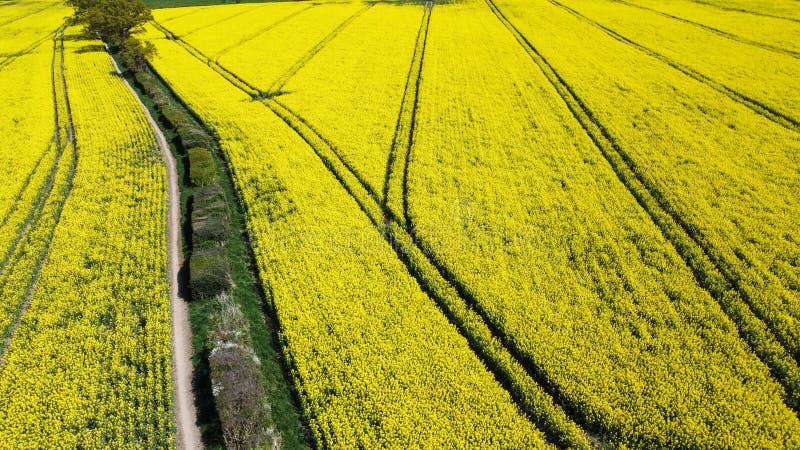 An Aerial View of a Path through a Yellow Rapeseed Field in Spring ...