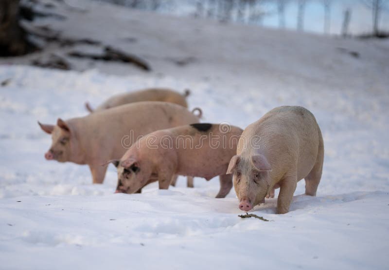 Aerial View of Pigs in Snow Covered Field Stock Image - Image of ...