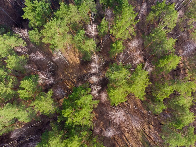 Aerial View of Pine and Birch Forest in Early Spring Stock Image ...