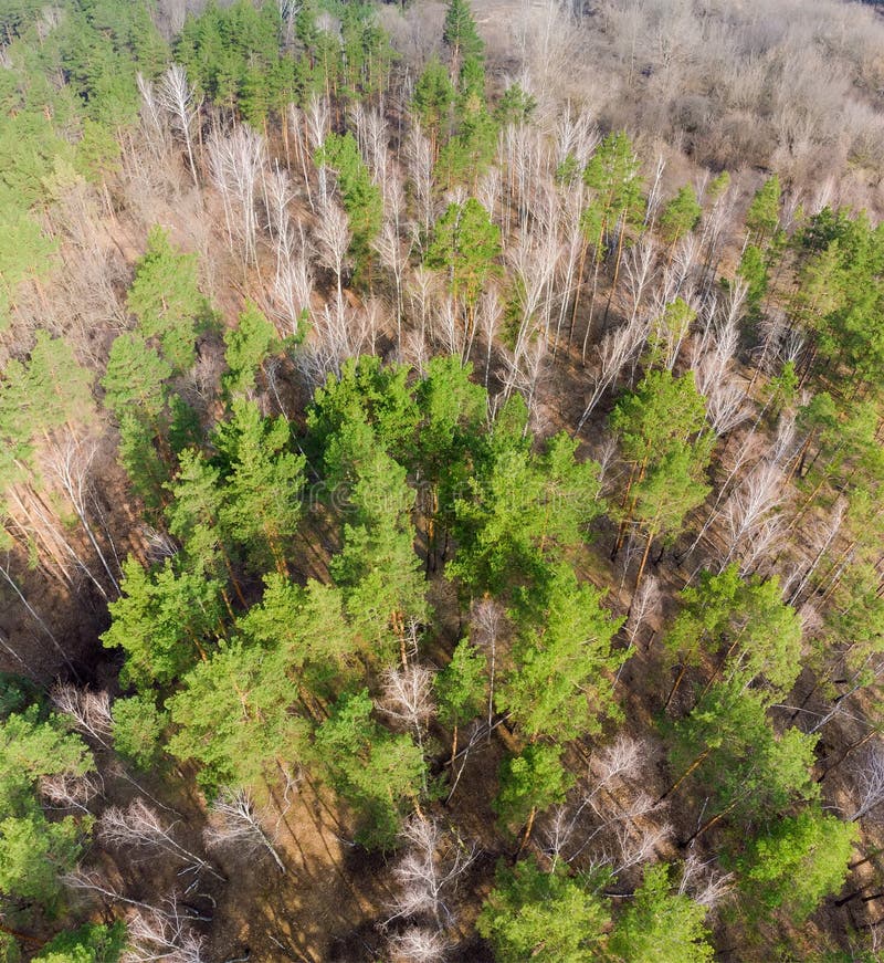 Aerial View of Pine and Birch Forest in Early Spring Stock Photo ...