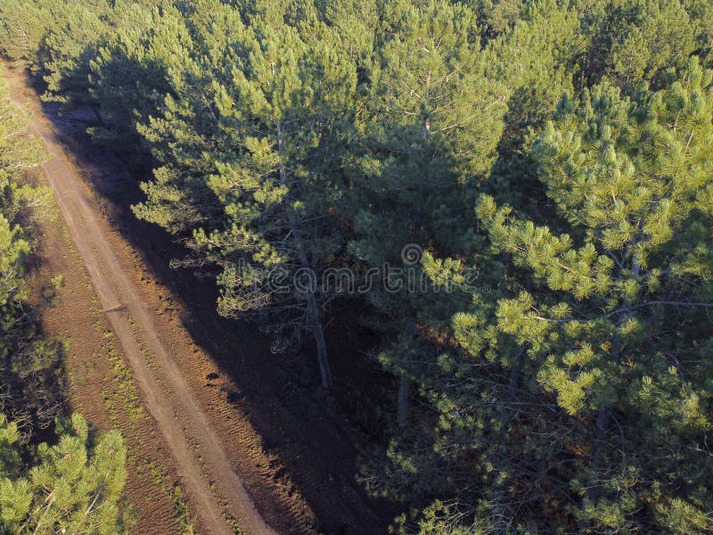 Aerial View of a Pine Forest at Dawn Stock Photo - Image of nature ...