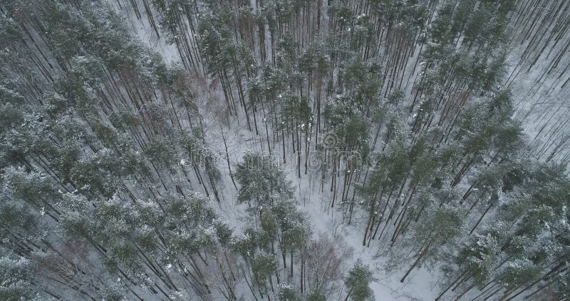Aerial View Of Pine Forest On A Winter Day Stock Photo - Image of ...