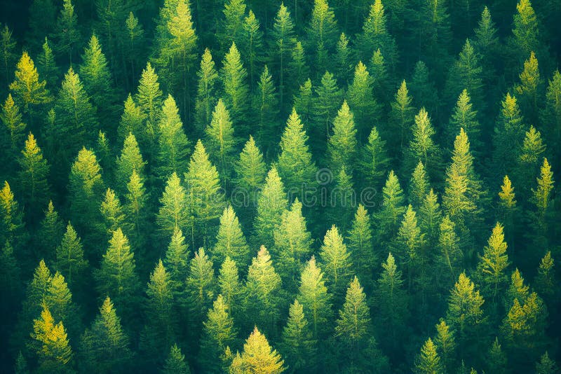 Aerial View of Pine Tree Forest Stock Photo - Image of forest, daytime ...