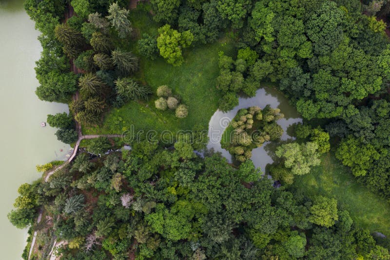 Aerial View of an Pine Tree Forest Stock Image - Image of farm, autumn ...