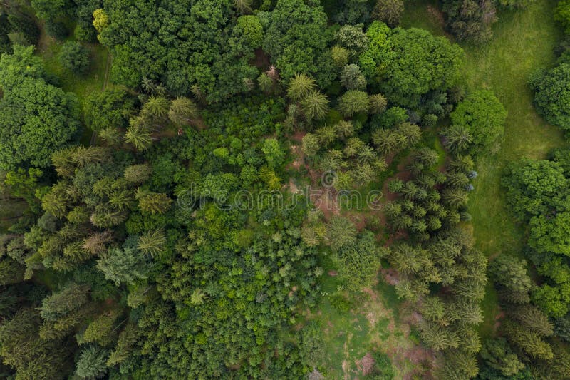 Aerial View of an Pine Tree Forest Stock Image - Image of color, green ...