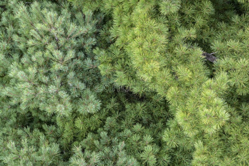 Aerial View of Pine Tree Needles Stock Image - Image of needles, branch ...