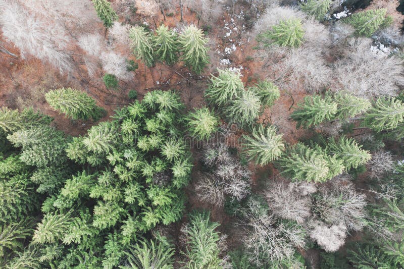 Aerial View of Pine Tree Woods in a Mountain Stock Image - Image of ...