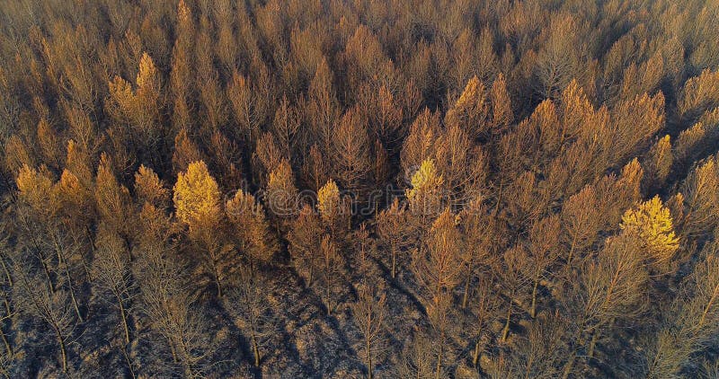 Aerial View of Pine Trees Burnt in a Forest Fire Stock Image - Image of ...