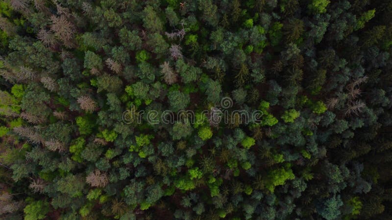 An Aerial Photo of the Top of Pine Trees in a Forest Stock Photo ...